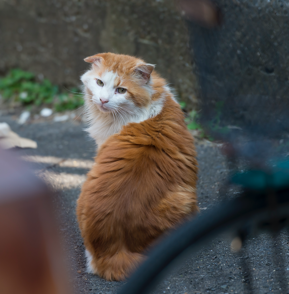 【Sano Photo / Cat in the back alley】 | Sano-San-Chi BLOG