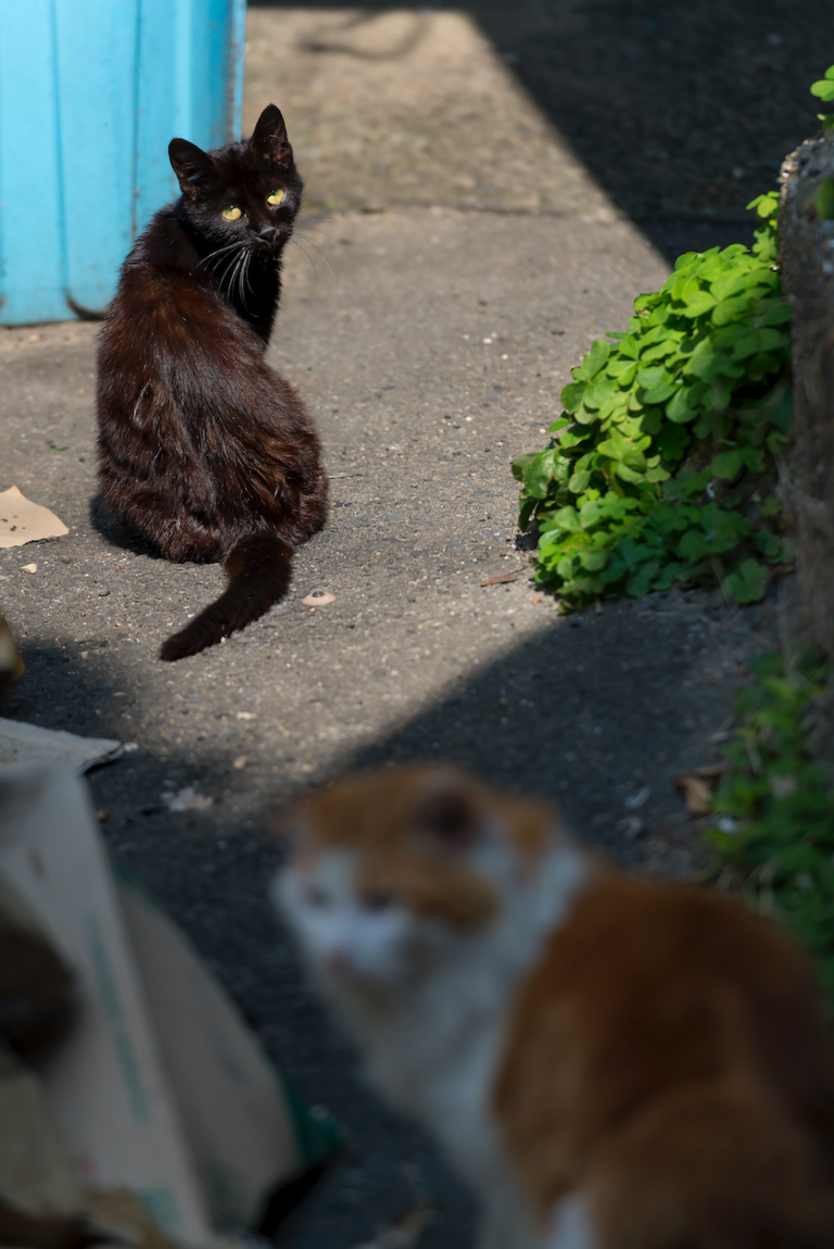 【Sano Photo / Cat in the back alley】 | Sano-San-Chi BLOG